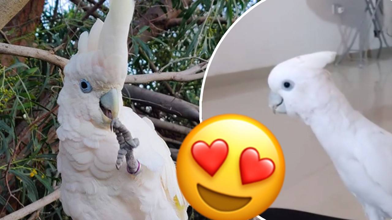 WATCH: This cute dancing cockatoo is giving us the ultimate Friday feels!
