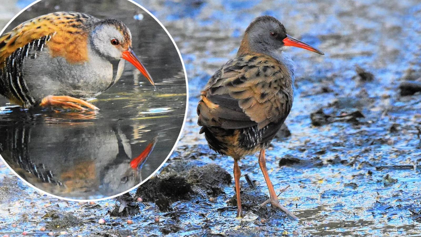 Picture perfect! Take a look at this beautiful winter bird photographed ...