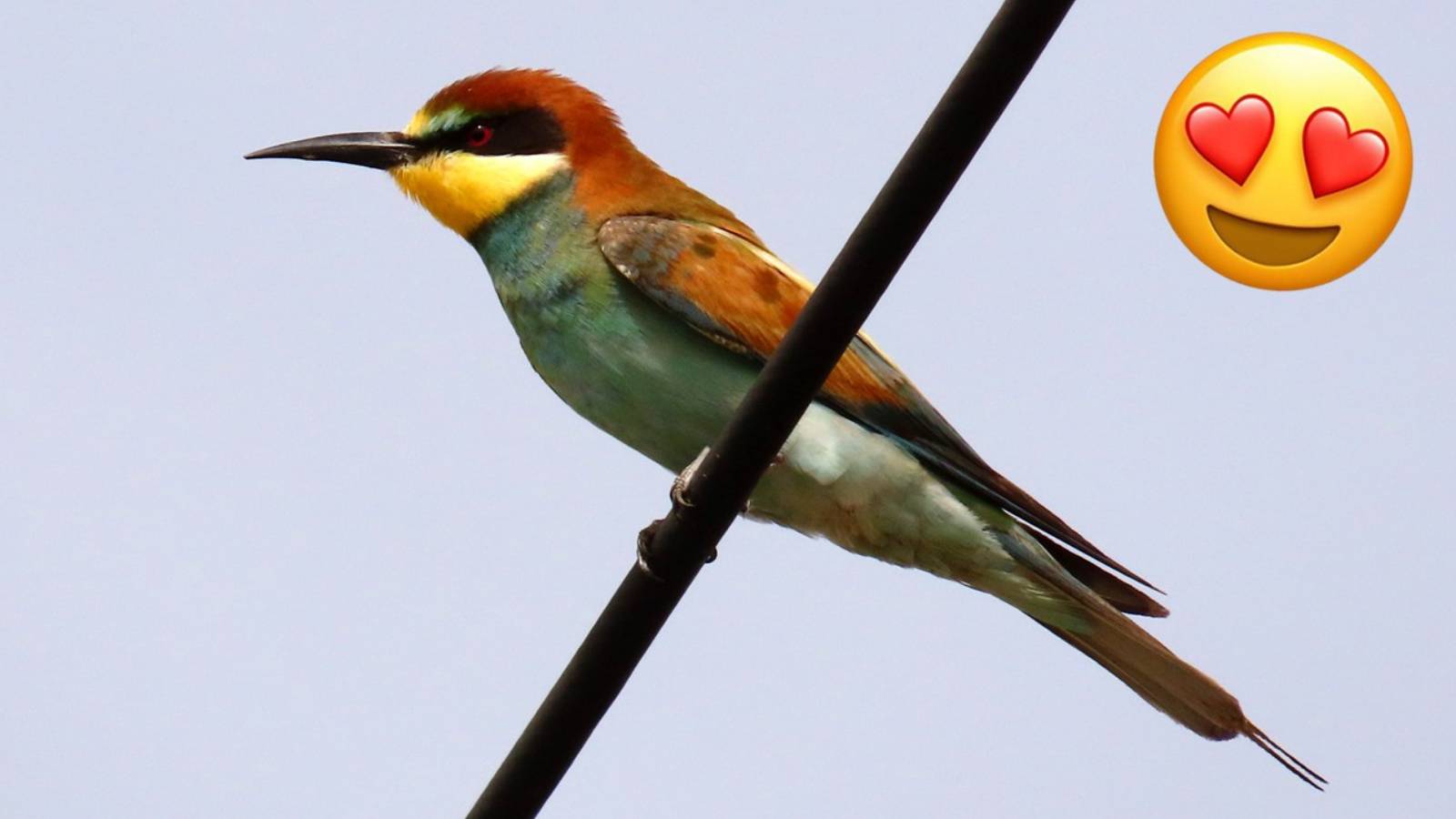 The bee-eaters are back in Malta! Local artist shares a stunning photo ...