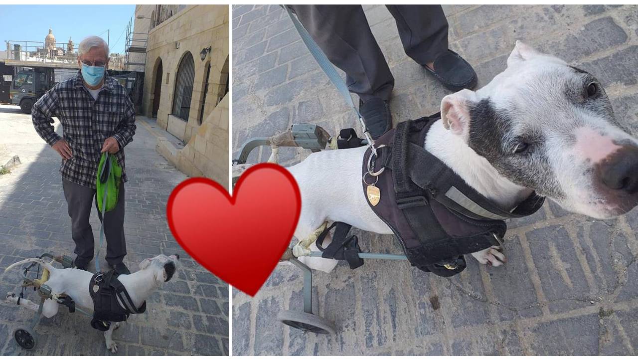 Meet Weezy, the adorable pup that has been in a doggie wheelchair these ...