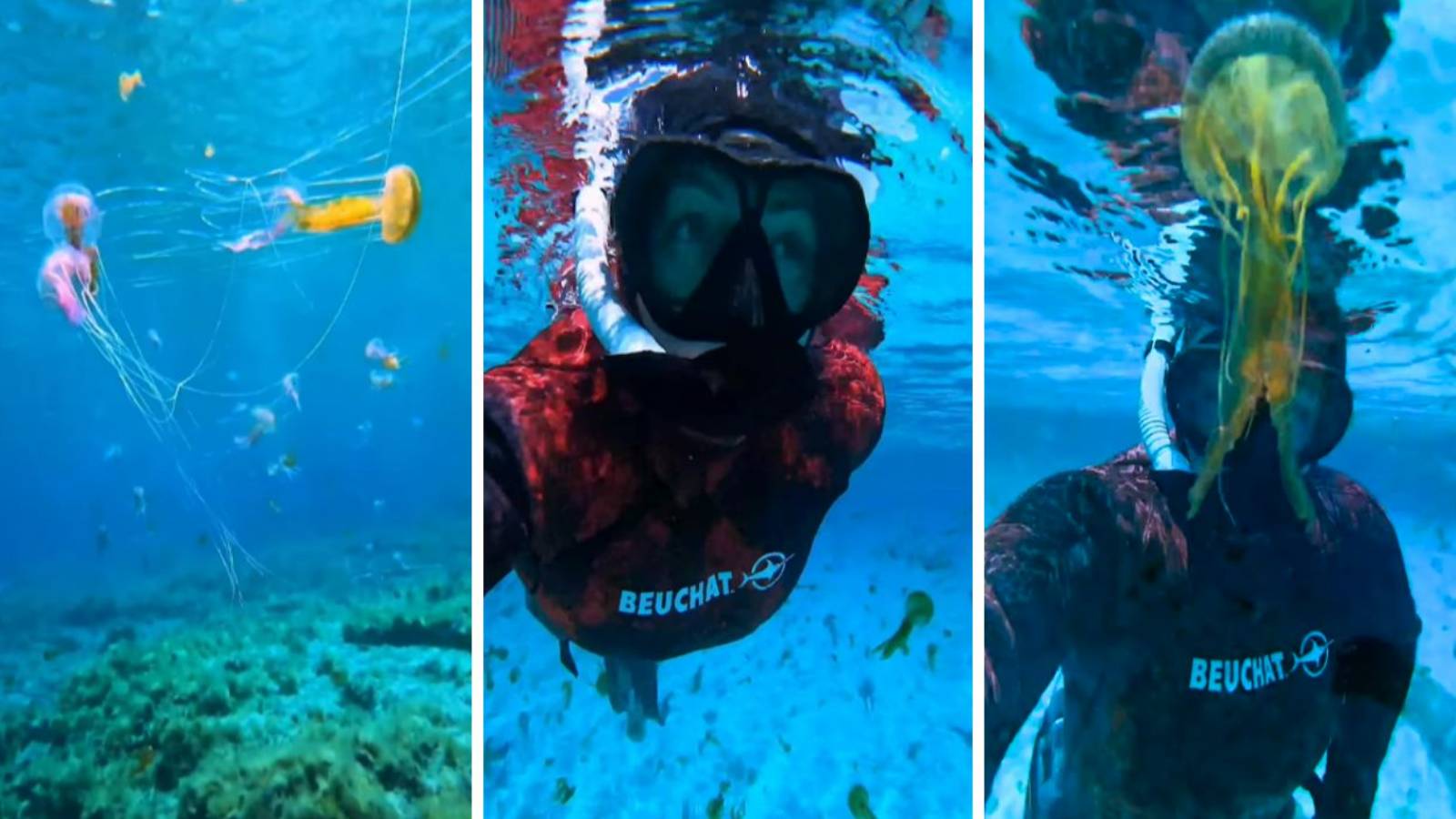 WATCH: Diver shows the huge amount of jellyfish currently swarming ...