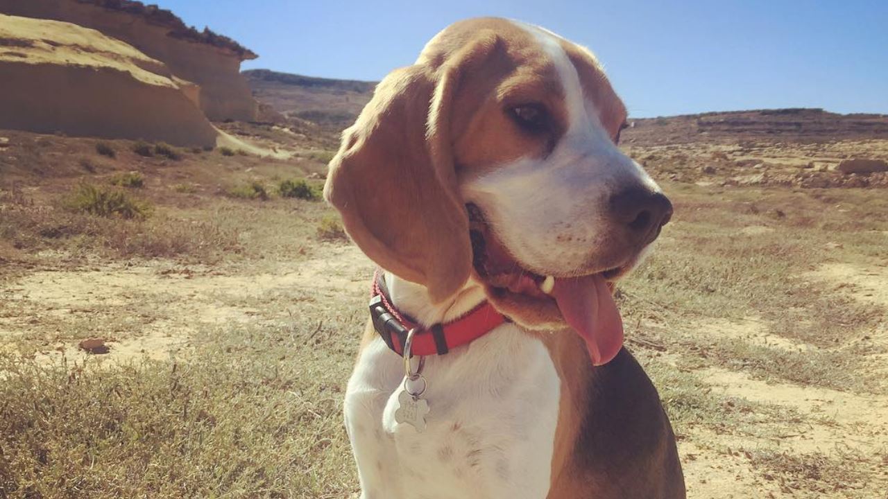 One for the puppers! 5 spots to walk your dog in Malta & Gozo this autumn