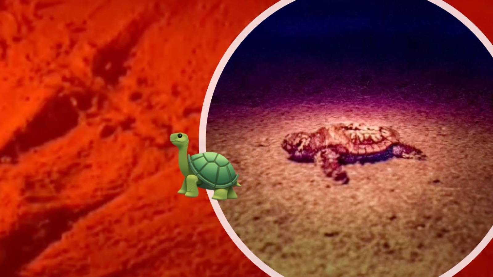 From sand to sea! 68 turtle hatchlings brave last night’s thunderstorm ...