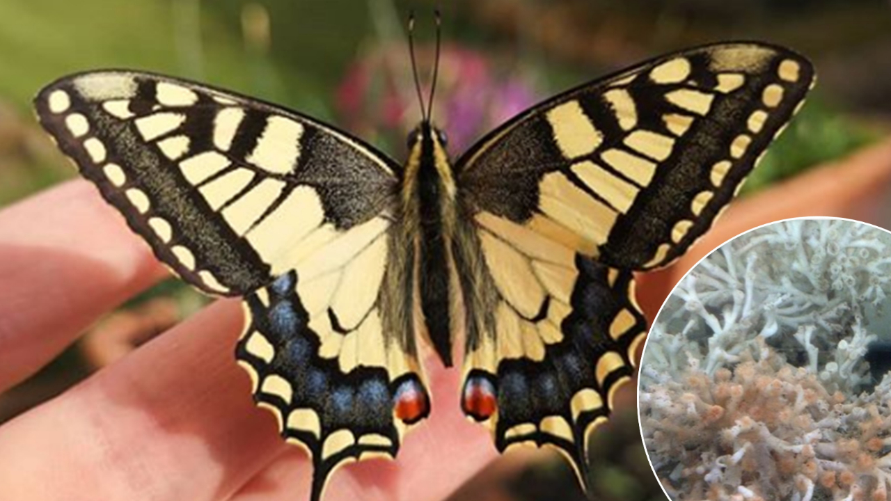 New species of beautiful butterflies and orchids have been discovered ...