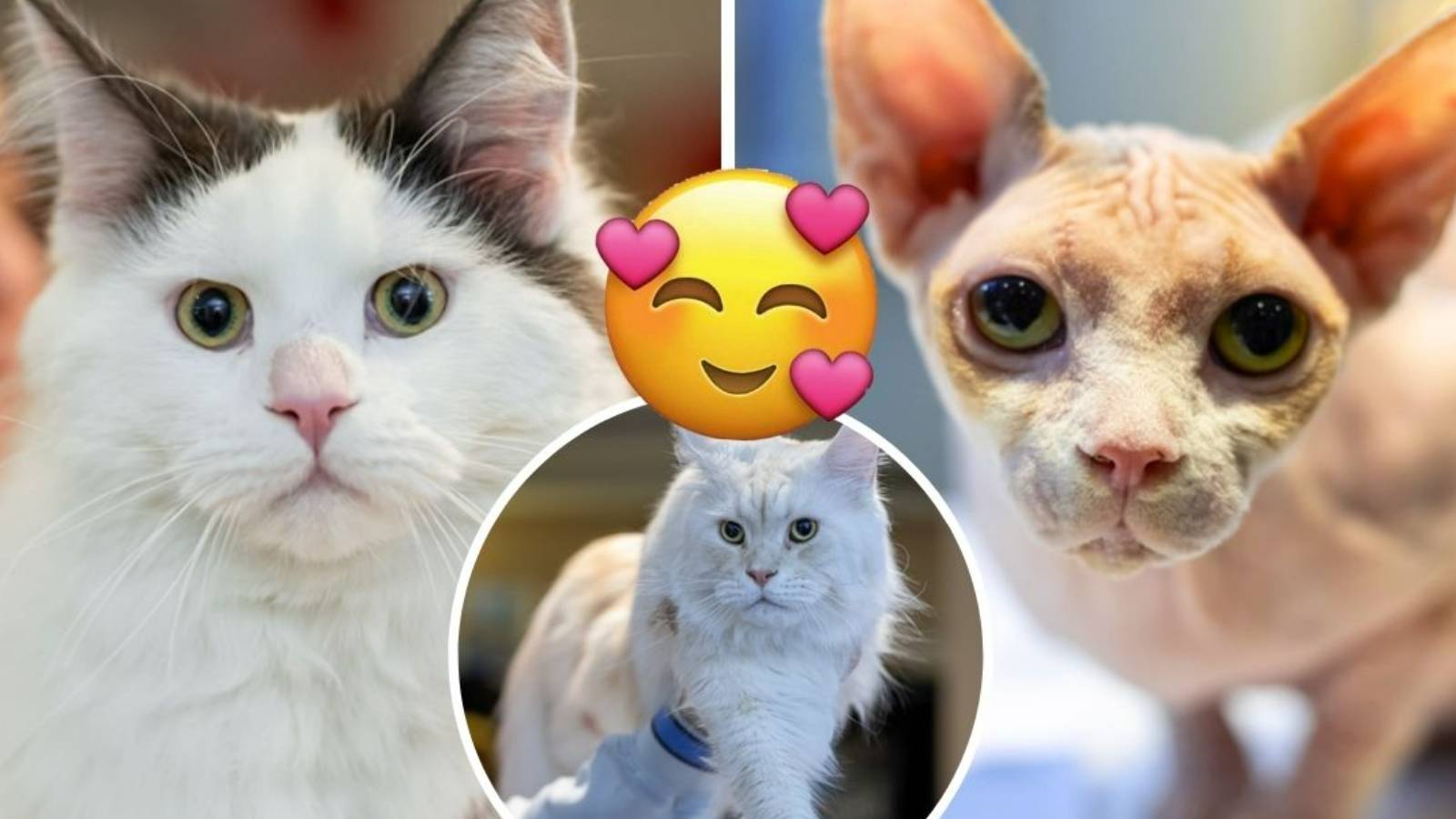 70 cats showcasing their feline prowess at this weekend’s Coral Jubilee ...