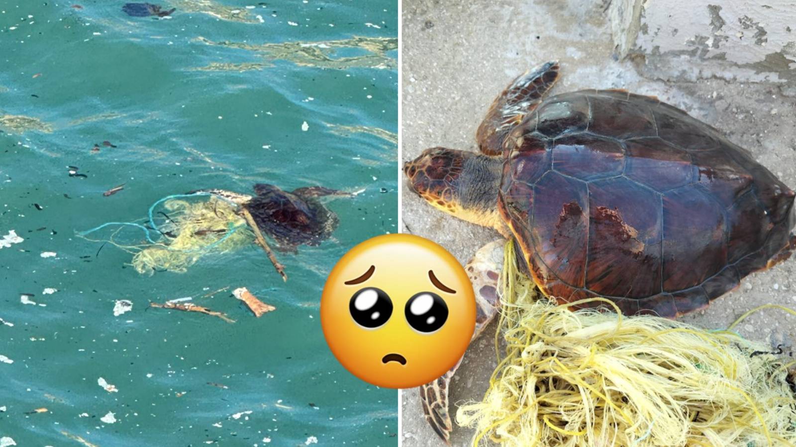 Rescue mission! Wildlife Rescue Team Malta saves turtle Enza from ...