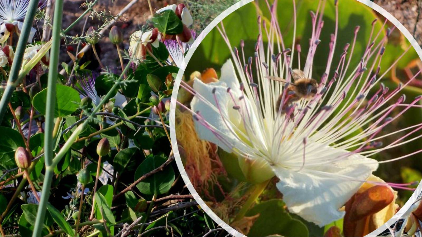 Kappara in bloom! Celebrating Malta’s iconic caper plant