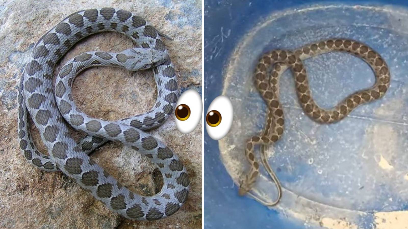 There’s a new snake in town! Exotic Coin-Marked Snake sightings ...