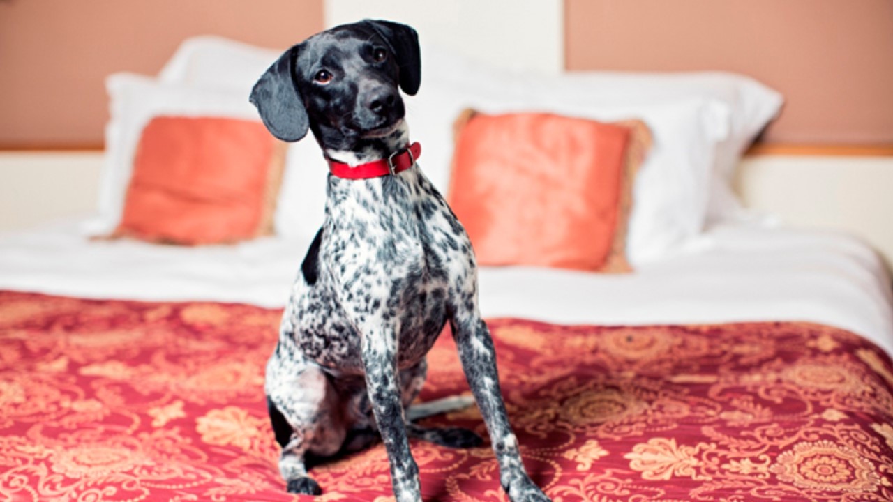 Dog-friendly spots your pooch will love