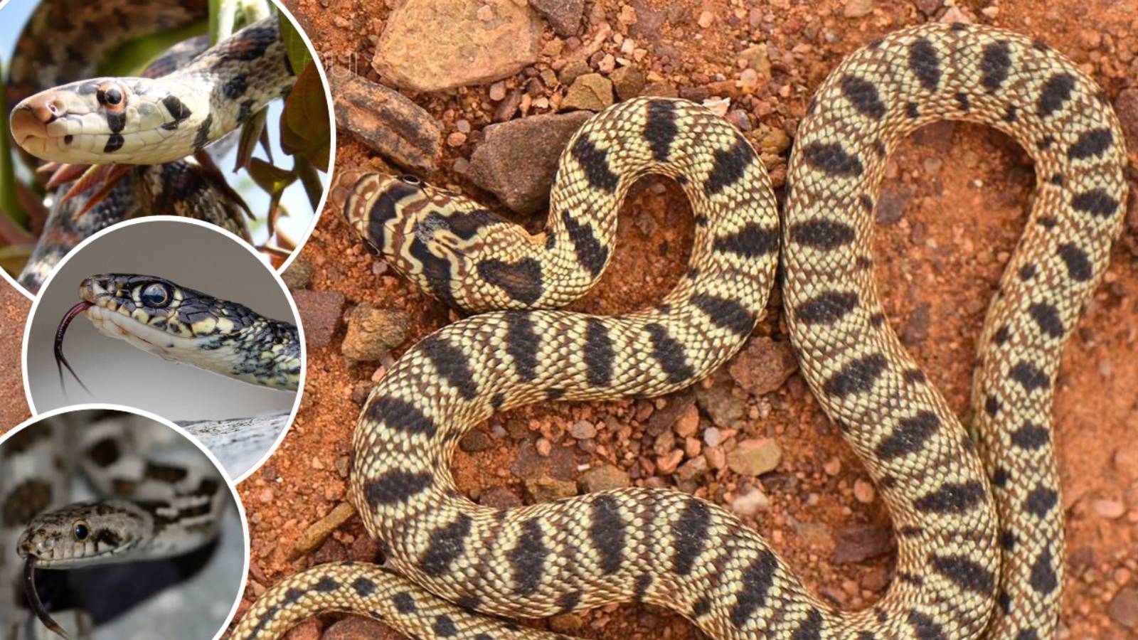 Happy Snake Day! Here's why Malta’s four harmless snakes deserve our love