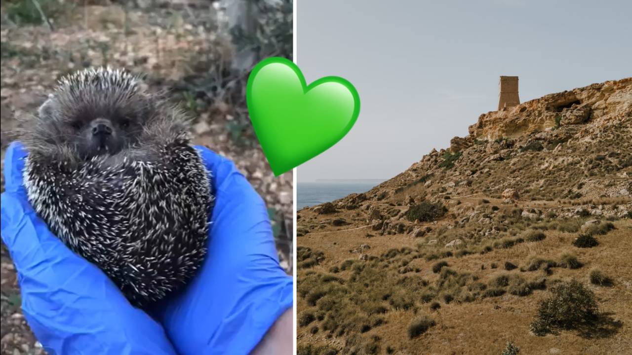 Back home! FOUR hedgehogs released in Malta after undergoing rehab