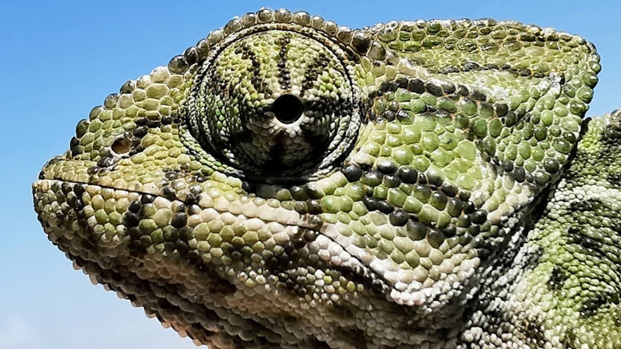 8 interesting facts about the Mediterranean Chameleon