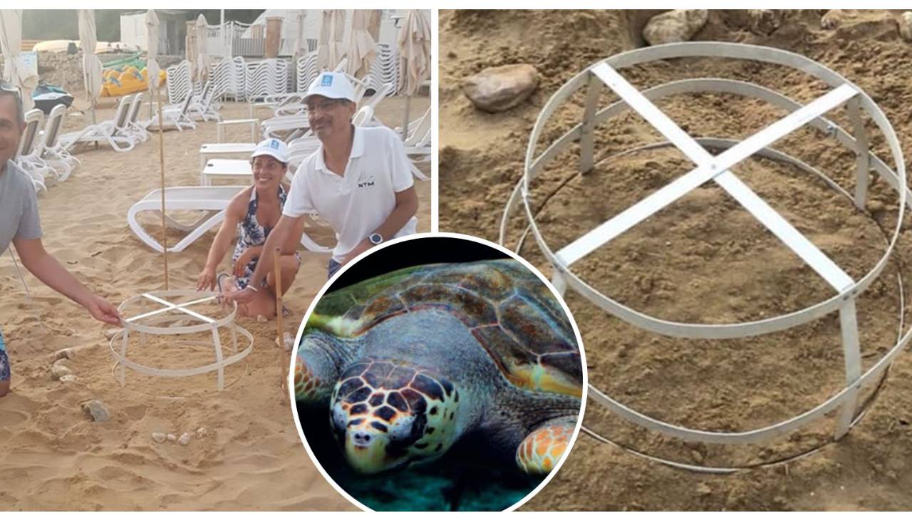 Oh wow! Second loggerhead turtle nests in the Maltese Islands, this ...