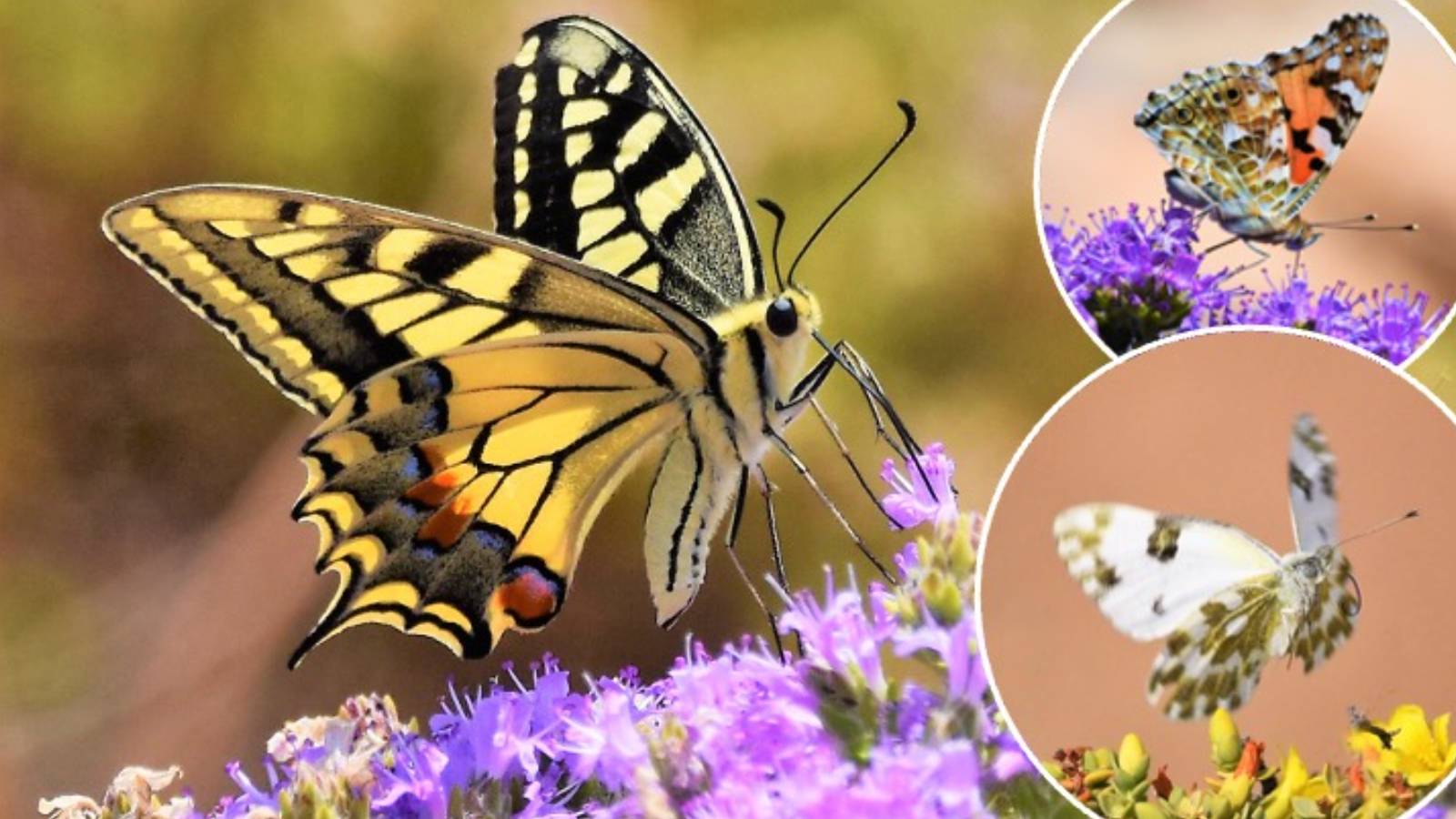 Here are 4 stunning butterflies you can spot in the Maltese countryside ...
