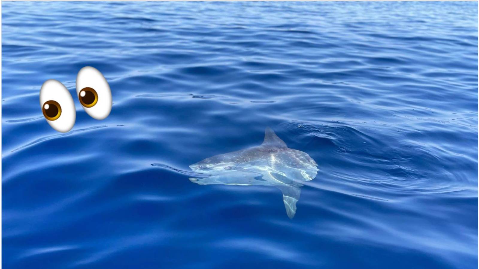 Gentle giant of the sea! Massive ocean sunfish makes appearance in ...