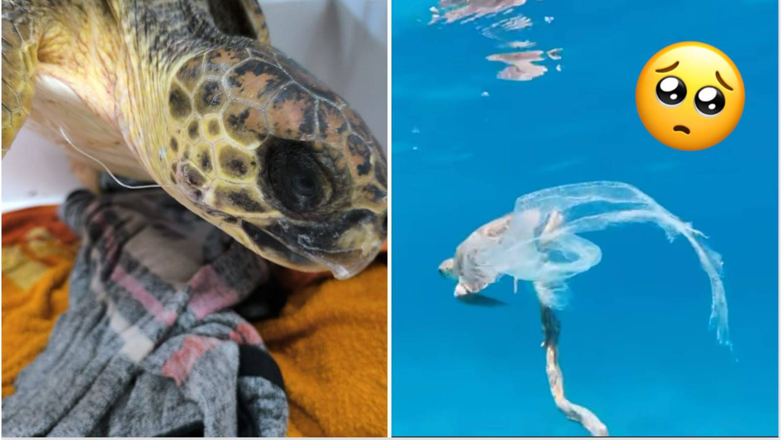 From peril to safety! Dora, the loggerhead turtle saved from marine ...