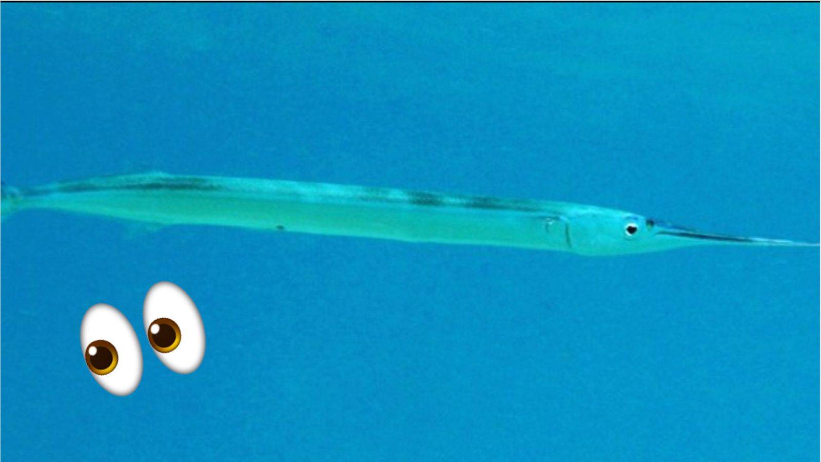 ‘Imsella’ in motion! Did you know this sleek silver needlefish is ...