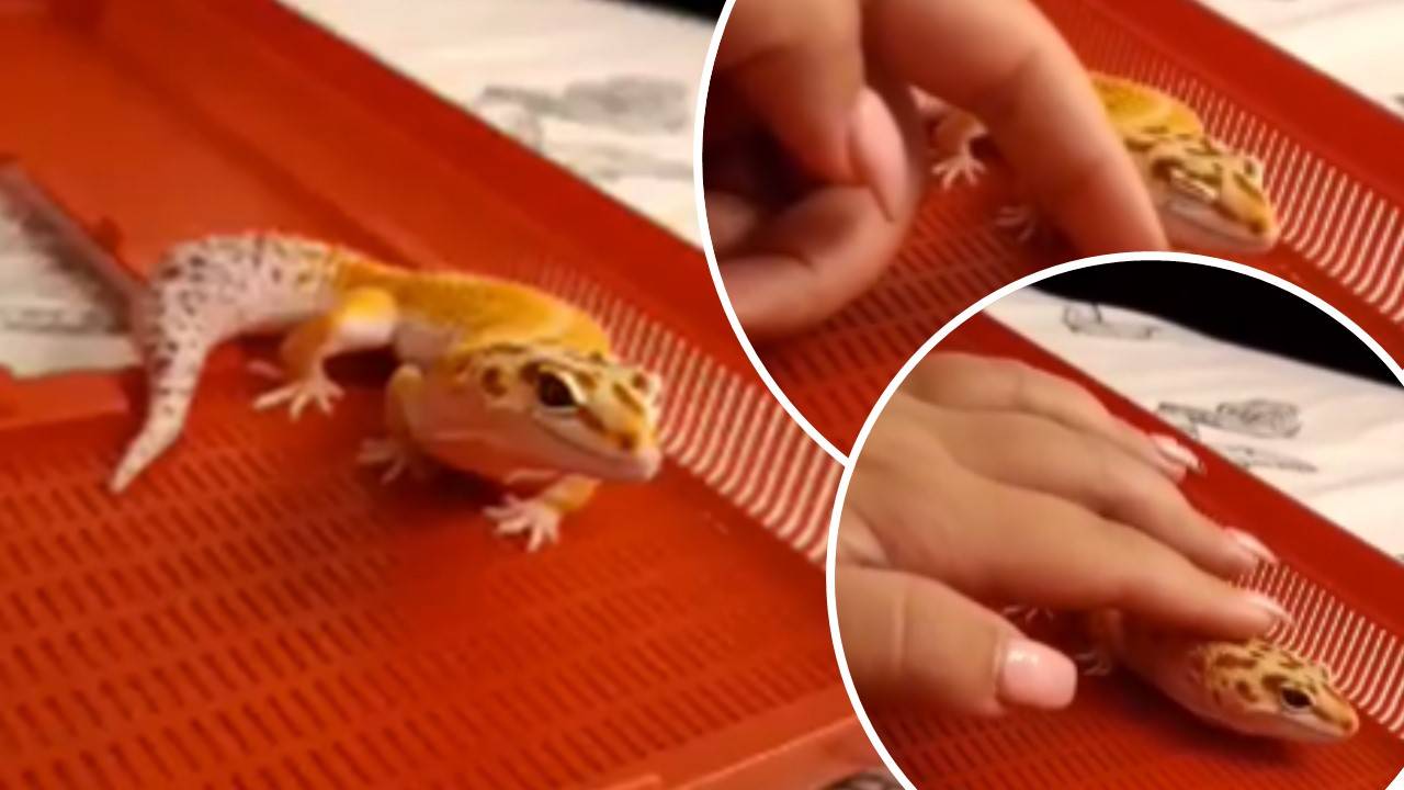 Cuteness alert! This gecko getting cuddles is the sweetest thing we’ve ...