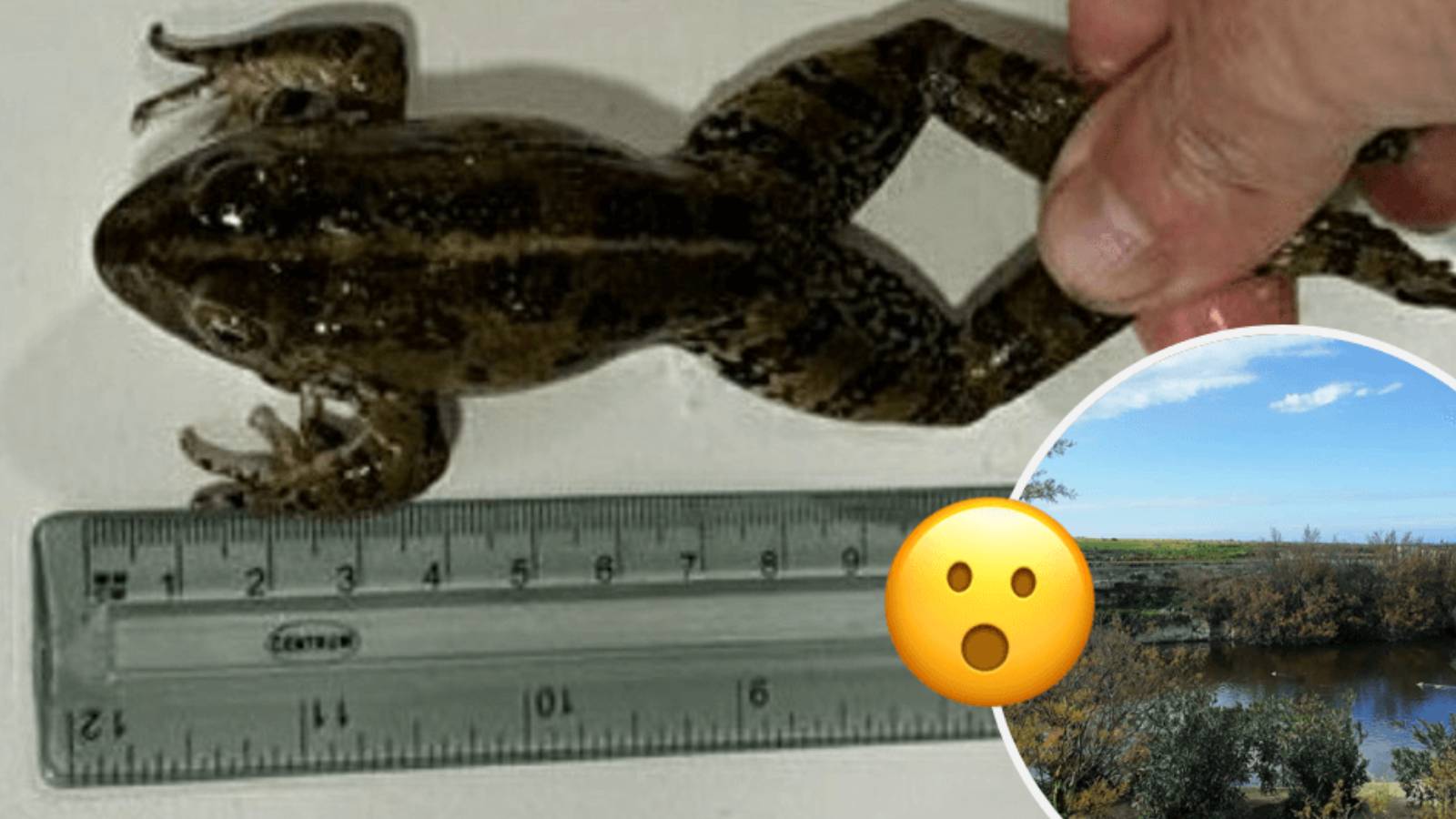 Mystery solved! Alien frog species, abnormal to Gozitan territory ...