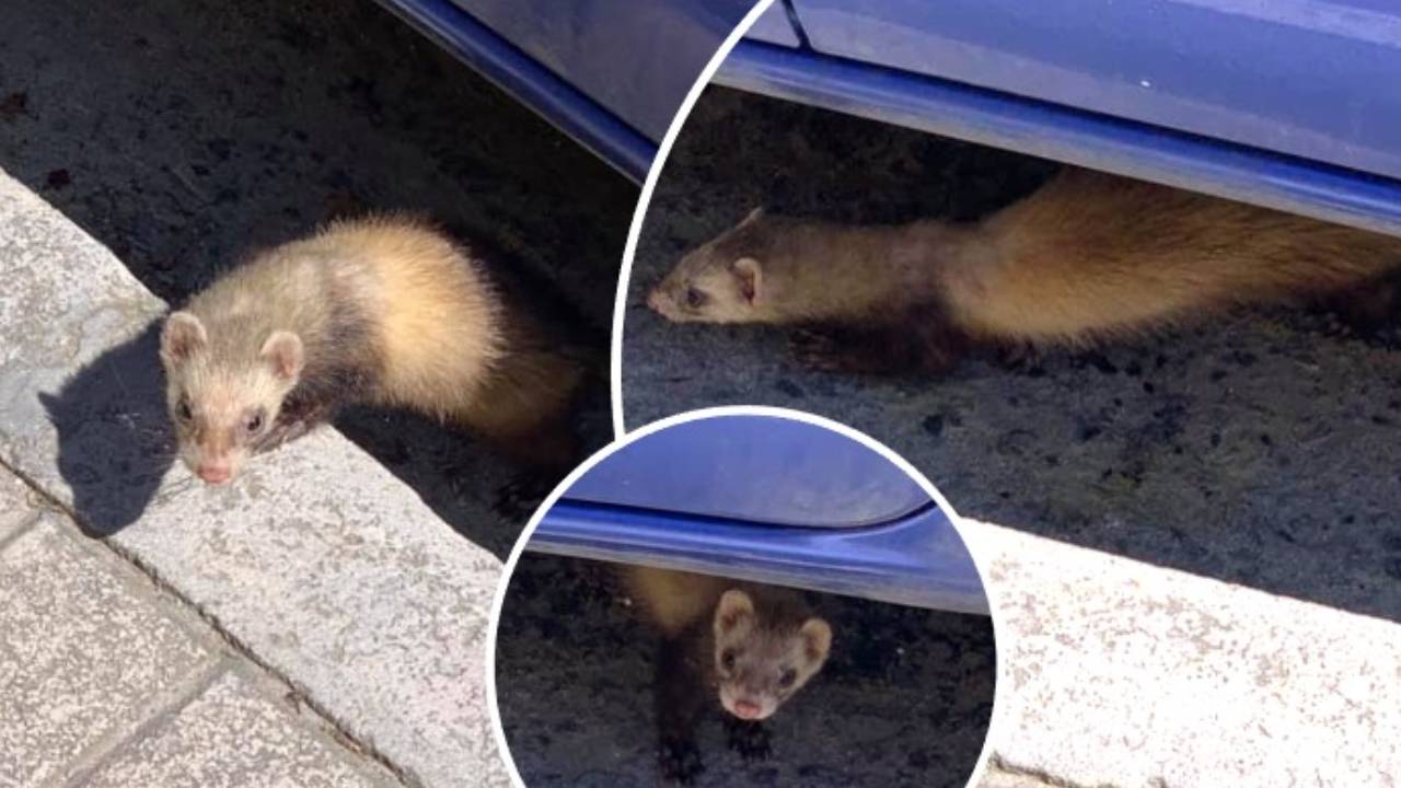 Runaway ferret! This cutie was spotted on the streets of Marsascala today