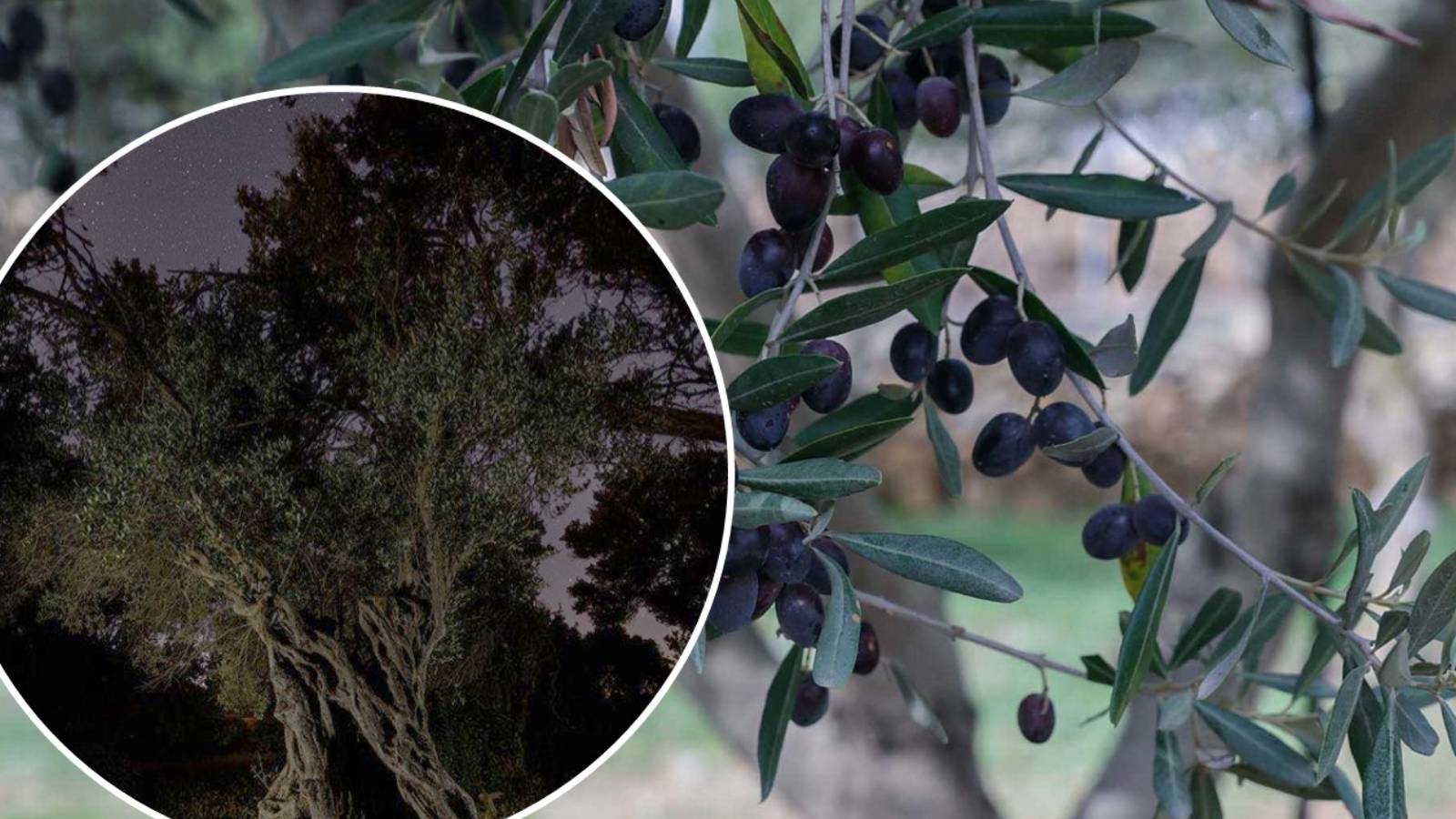 It’s olive picking season! Do you know how the olive tree came to Malta?