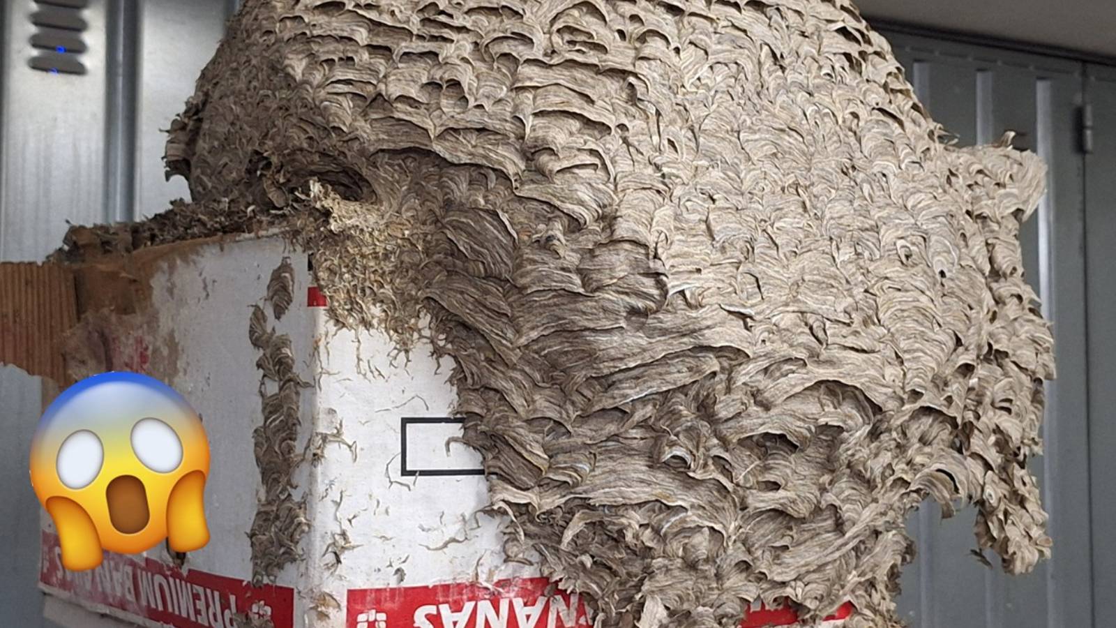 Terrifying! Malta’s ‘Exterminator’ uncovers massive German wasp nest ...
