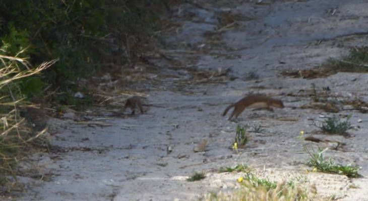 Oh hey, there! Local witnesses rare sighting of Maltese weasels in Bidnija