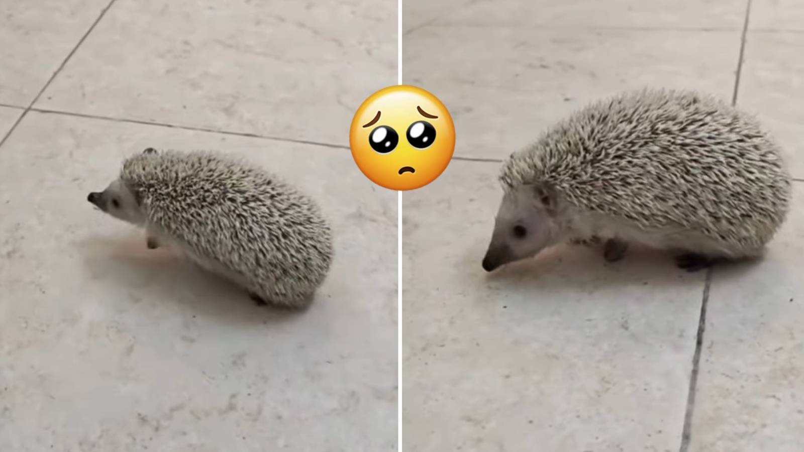 A lesson in care! Nature Trust Malta issues warning after wild hedgehog ...