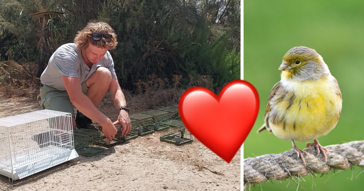 WATCH: Fly away! 34 illegally caught birds released back into the wild