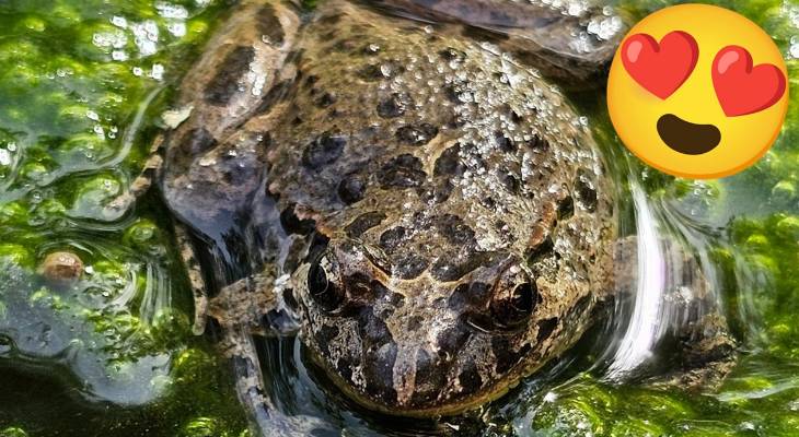 Island hopper! Here are some facts on the Painted Frog, the only ...
