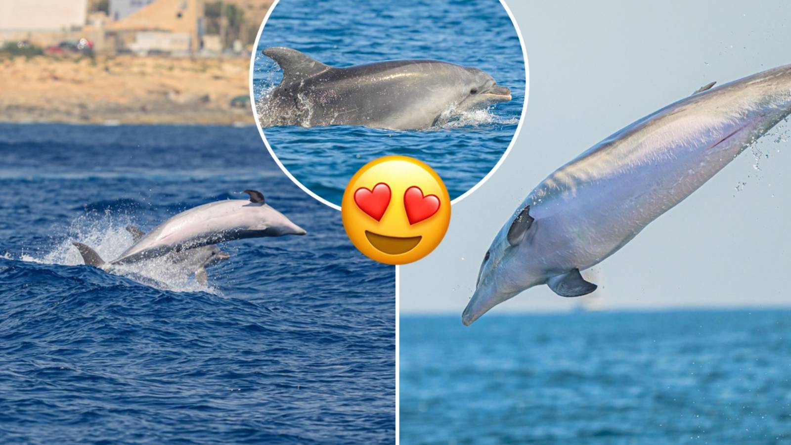 What a shot! Incredible Bottlenose Dolphin sighting captured in Maltese ...