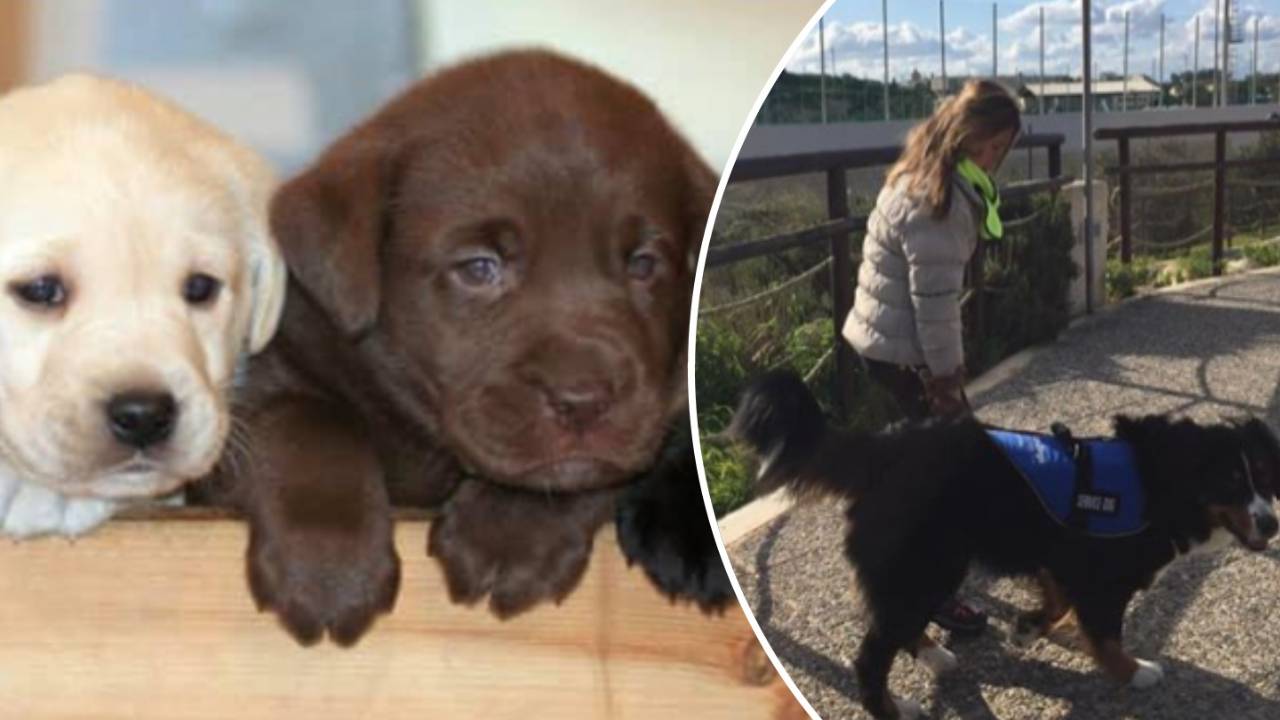 All for a noble cause! Service Dogs Malta Foundation is looking to ...