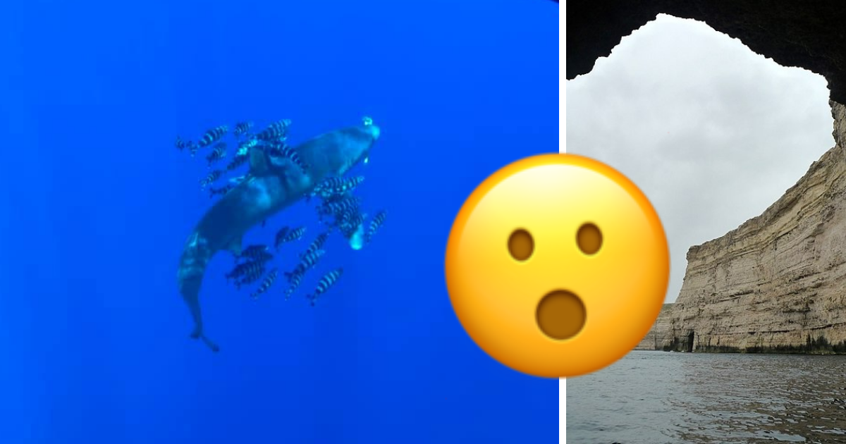 Fancy seeing you here! ‘Friendly’ shark spotted in Dwejra