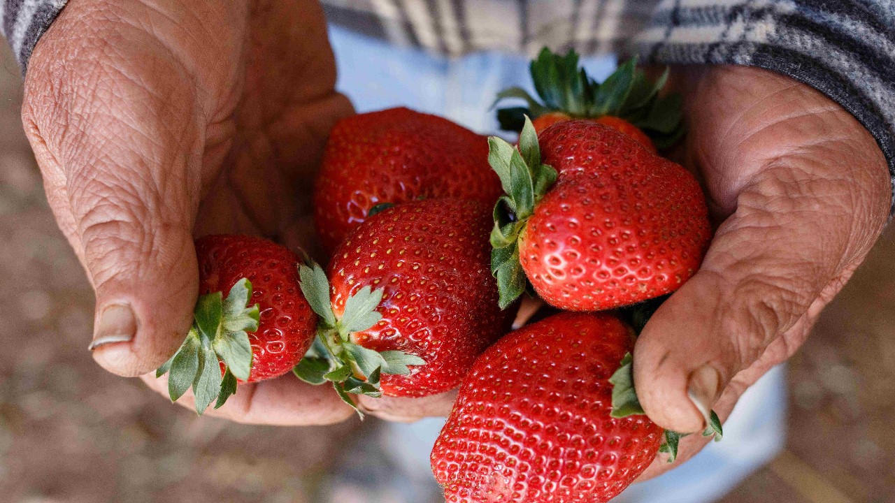 Mgarr farmer reveals the beauty and perils behind the art of farming