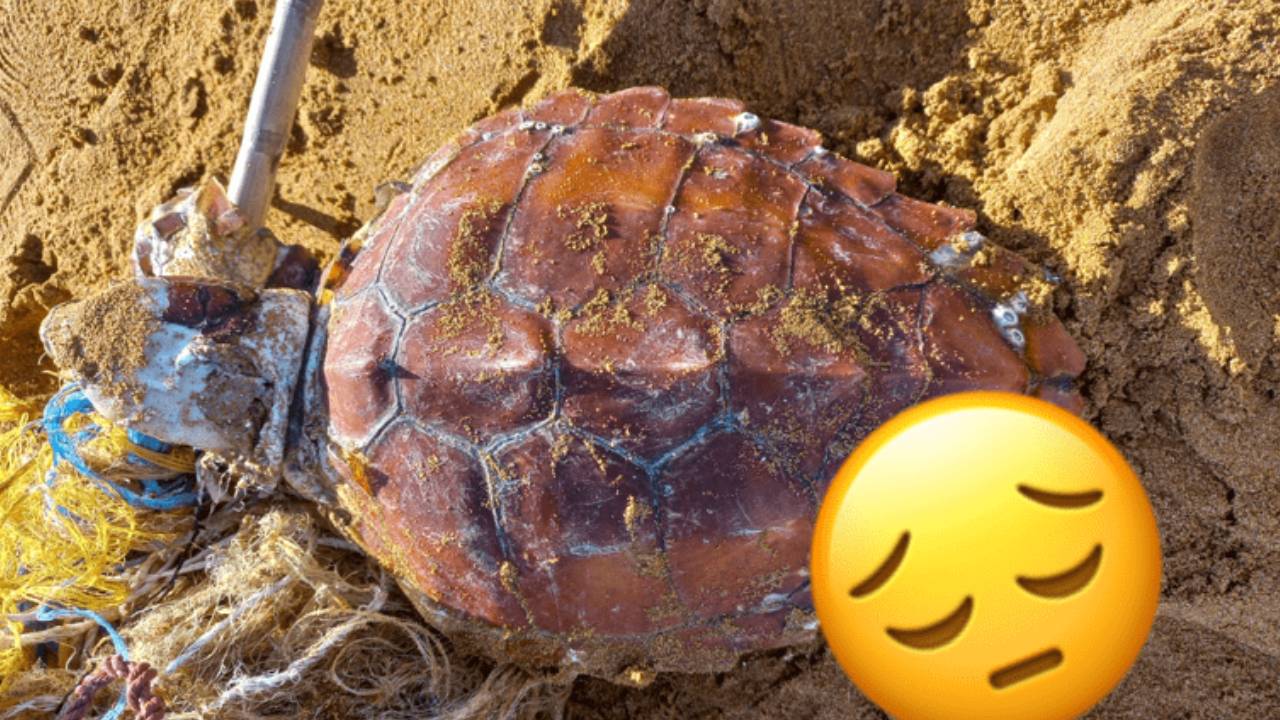 How sad! Dead and injured turtles found entangled in nets in Ramla Bay