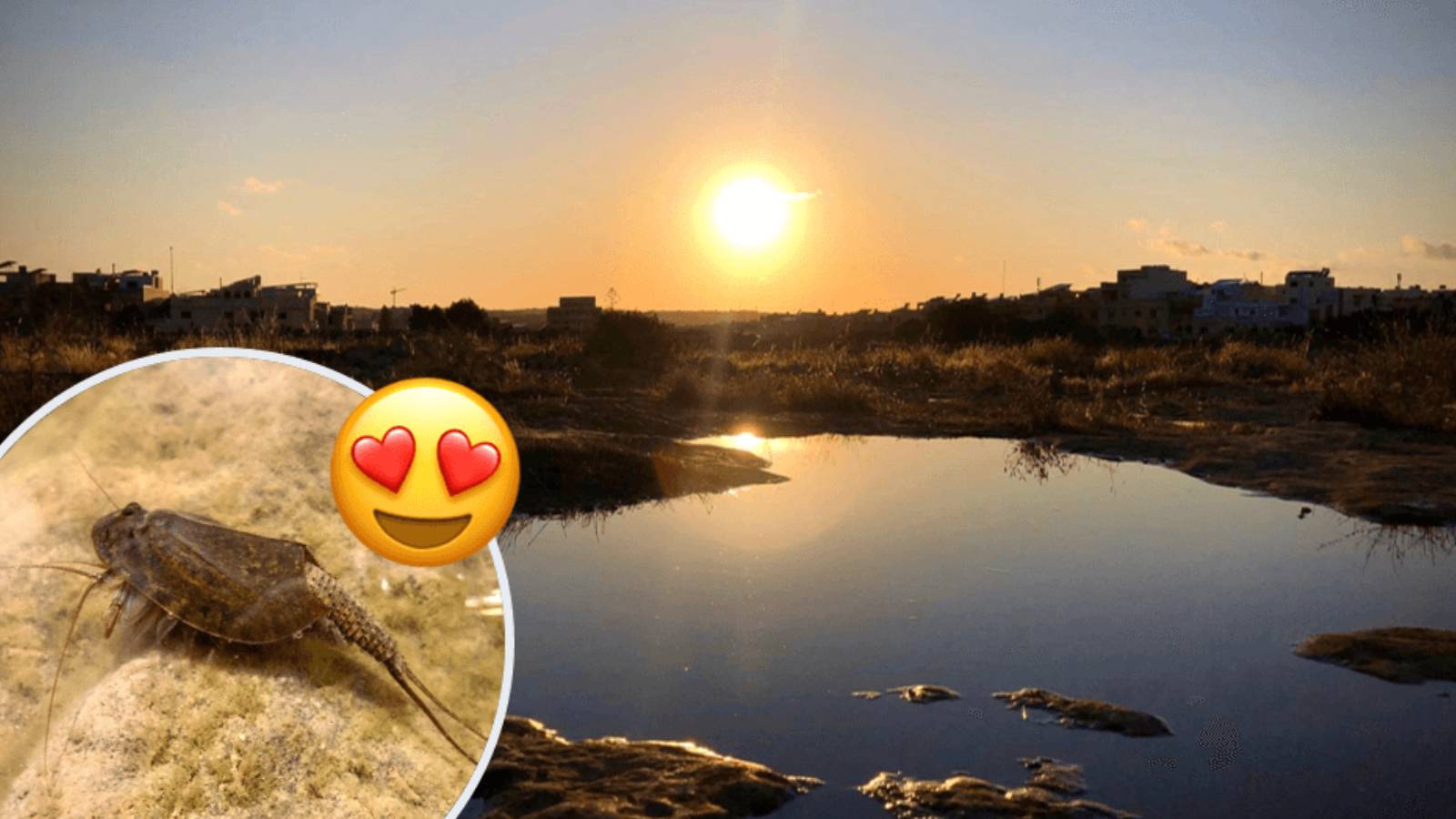 A haven for native Maltese species! Tal-Wej area now protected as a ...