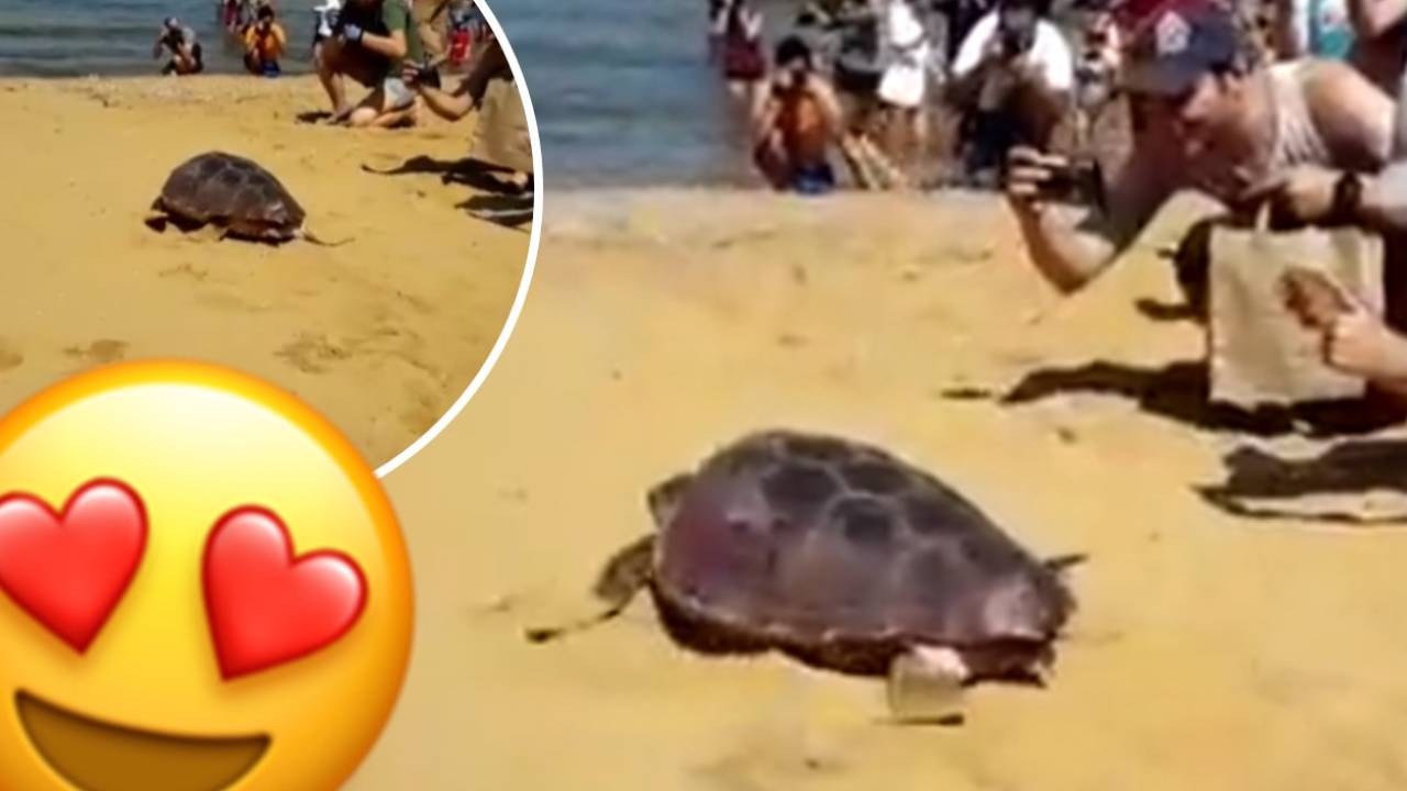 WATCH: Byeee! Turtle captured heading back into the wild is the ...