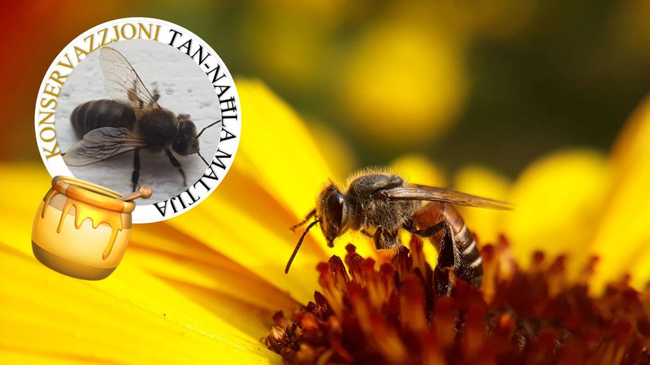 Buzz! National coalition launched to protect the Maltese Honeybee