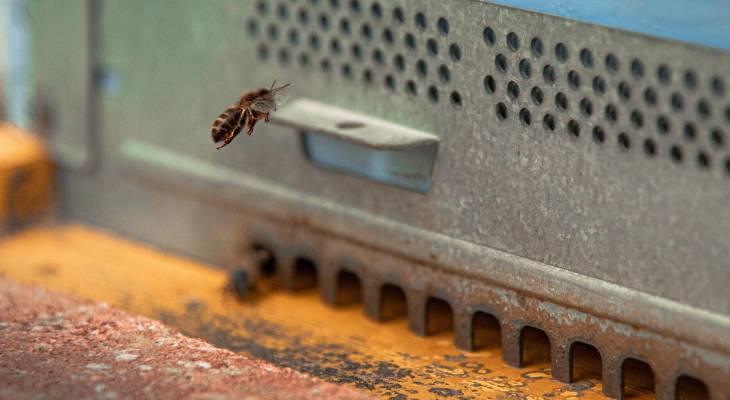 It’s World Bee Day! Here’s how the 750,000 bees at MIA’s apiaries help ...