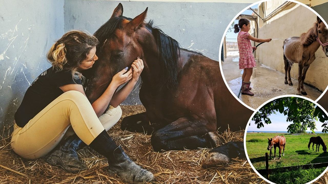 Help! Malta’s only horse rescue launches funding page as they risk ...