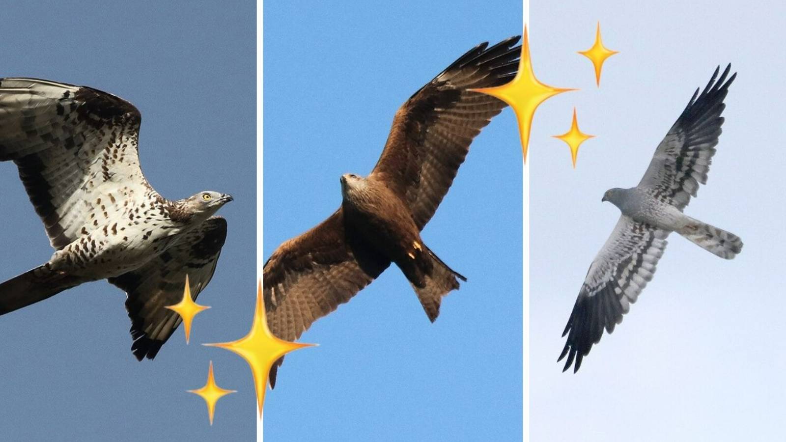 Discover the majestic birds of prey during spring migration in Malta