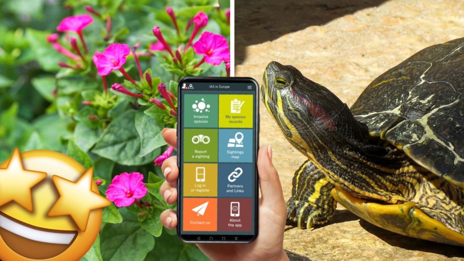 Do you know why invasive alien species cause harm to Malta’s flora and ...