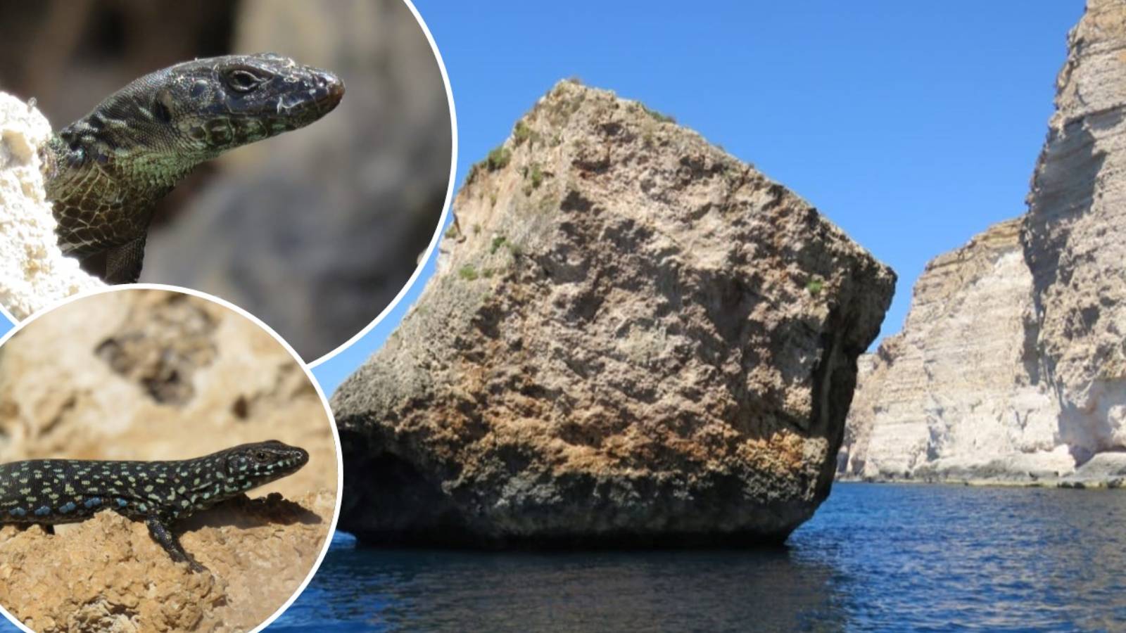 Endemic discovery! Sciberras brothers officially name the ‘Cheirolophus ...