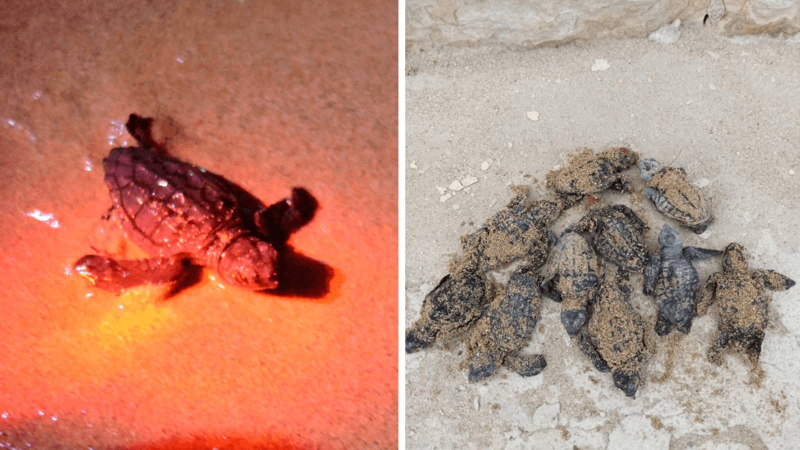May is officially turtle nesting season! Here are some tips to keep ...