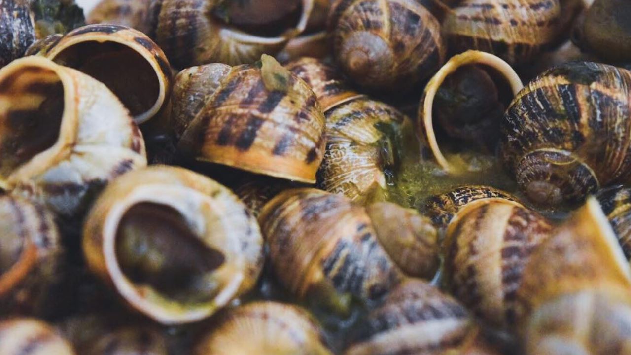 Quest for the best: Bebbux