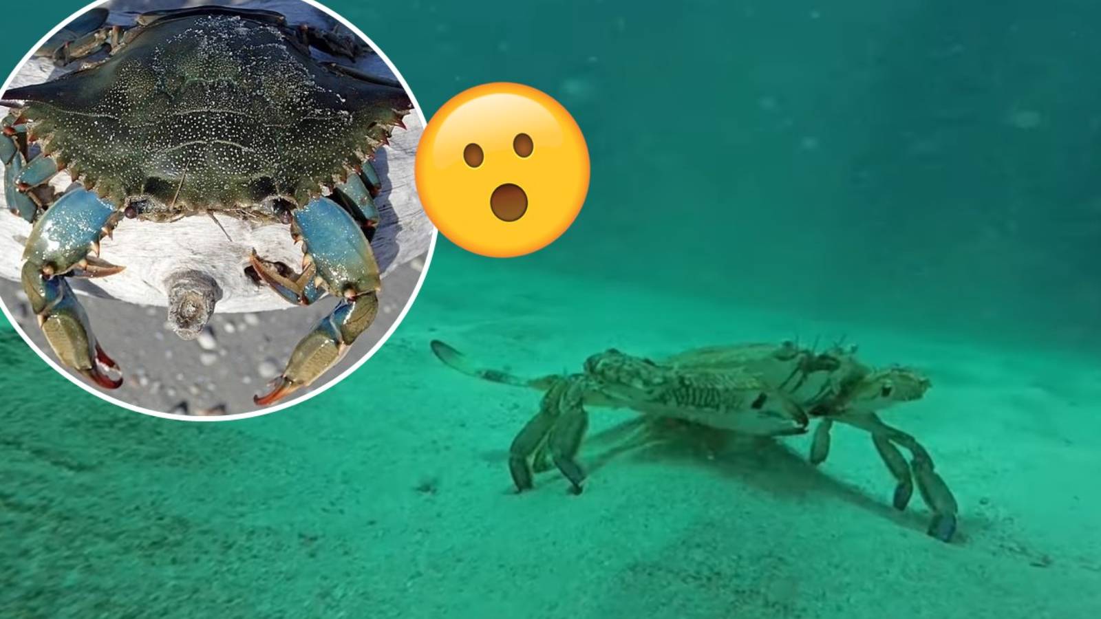 Invasion! Uncovering the Atlantic Blue crab, an alien species in ...