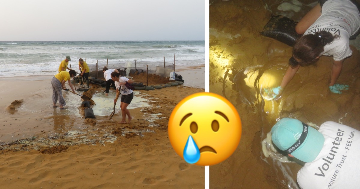 Malta’s only turtle nest for summer 2022 yields no hatchlings