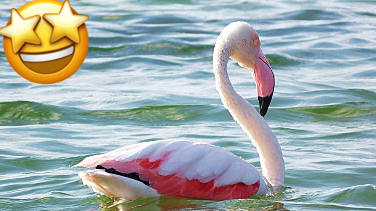 Why hello there! Beautiful flamingo spotted in the south of Malta