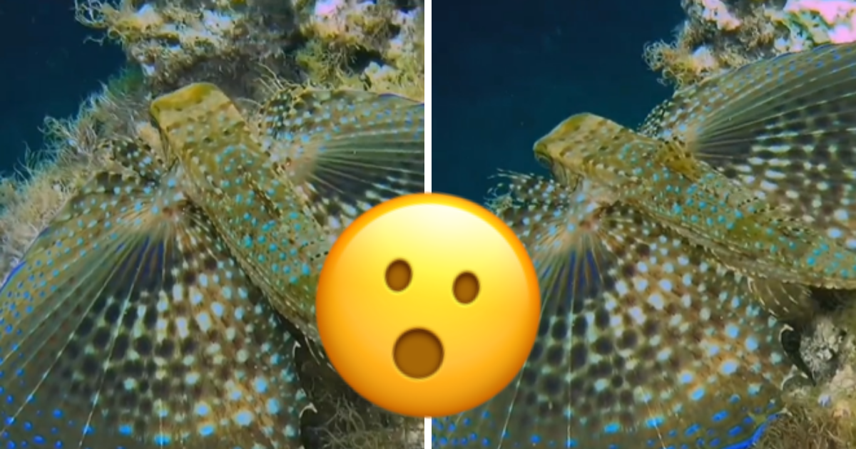 WATCH: Sweet or scary? Maltese videographer spots unique creature ...