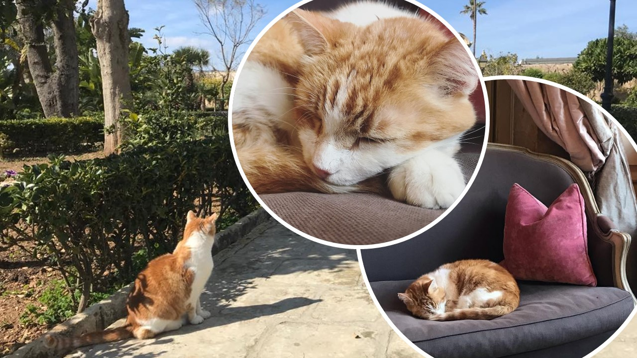 All hail King Louis! Resident cat at Palazzo Parisio has his own ...